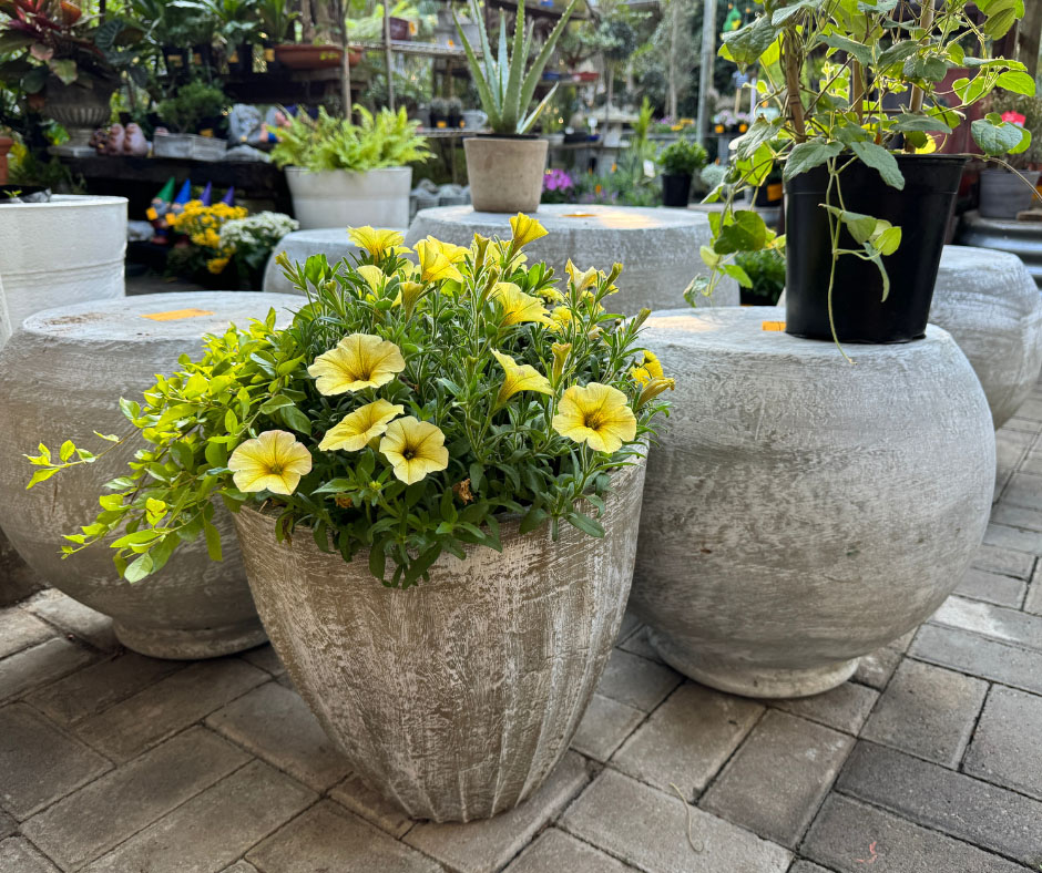 Nursery - Sherwood Garden Centre